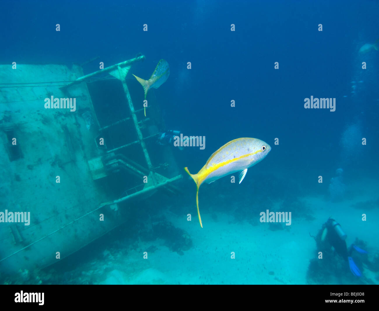 Yellowtail Snapper, Ocyurus chrysurus, Nassau, Bahamas Stock Photo - Alamy