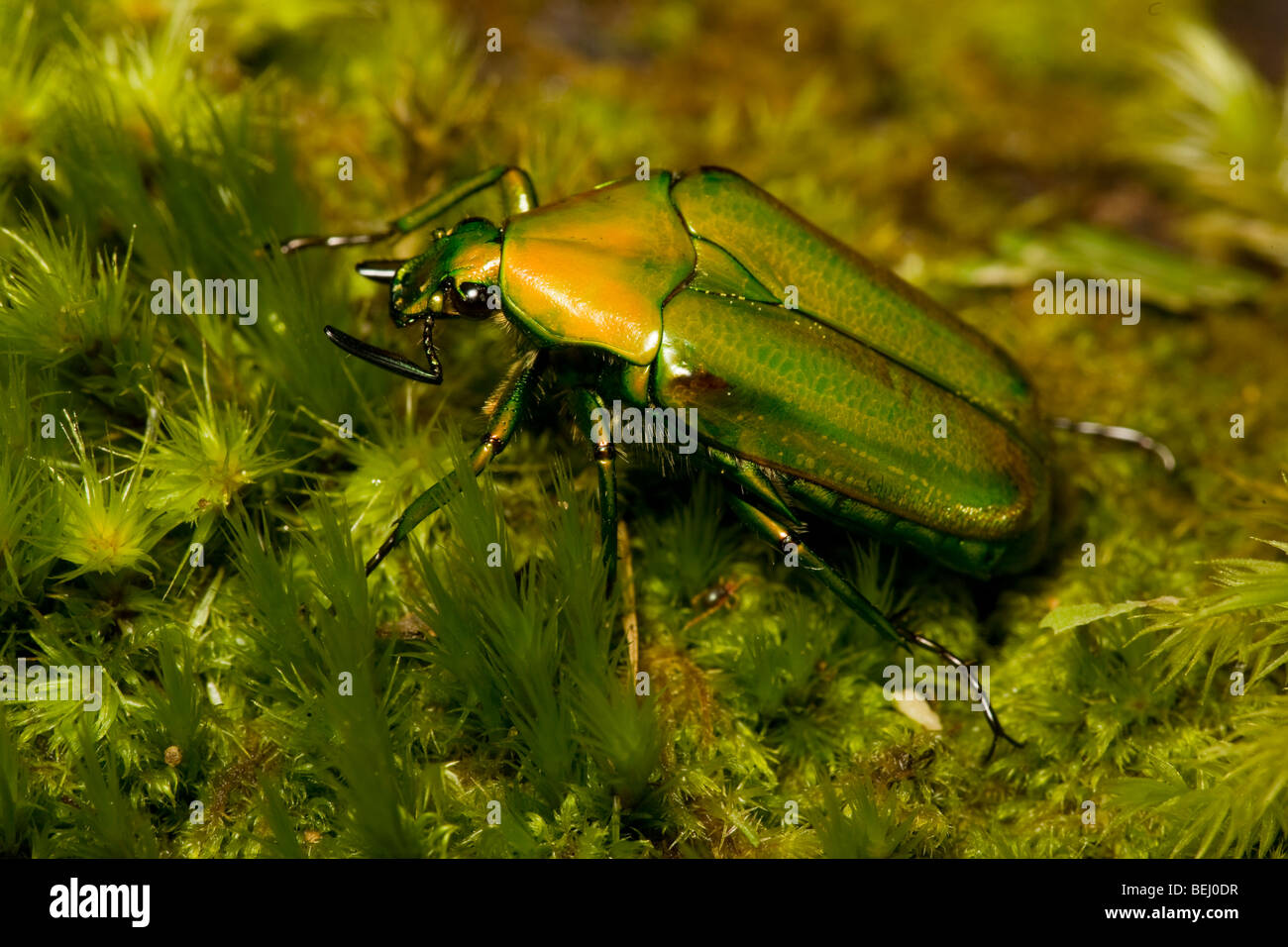 Iridescent beetle hi-res stock photography and images - Alamy