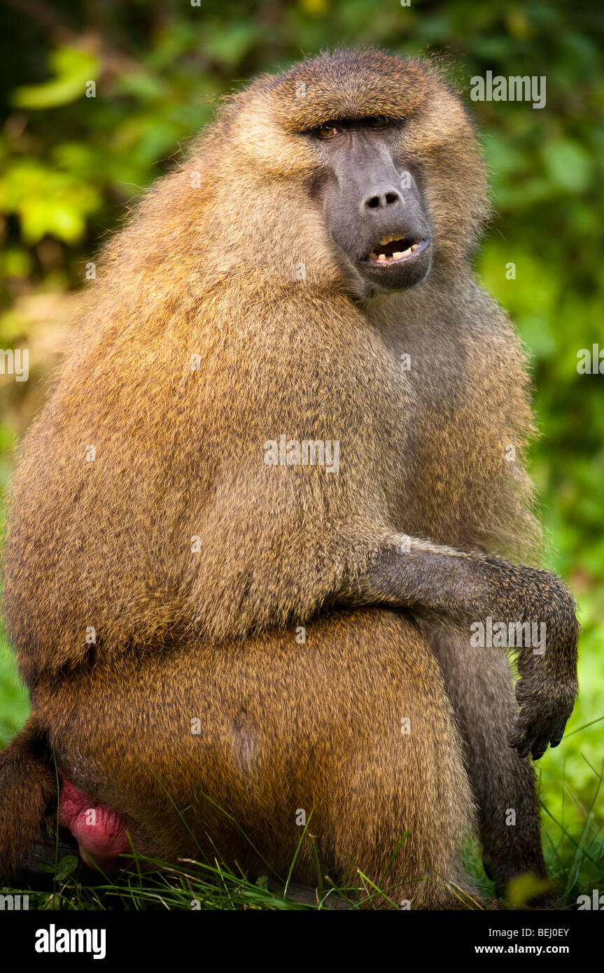 Baboon Buttocks Hi res Stock Photography And Images Alamy Baboon Buttocks Hi res Stock Photography And Images Alamy