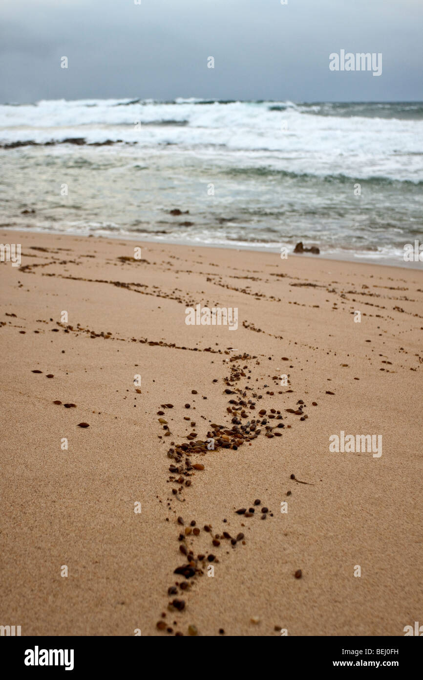 Seaweed on a beach Stock Photo - Alamy