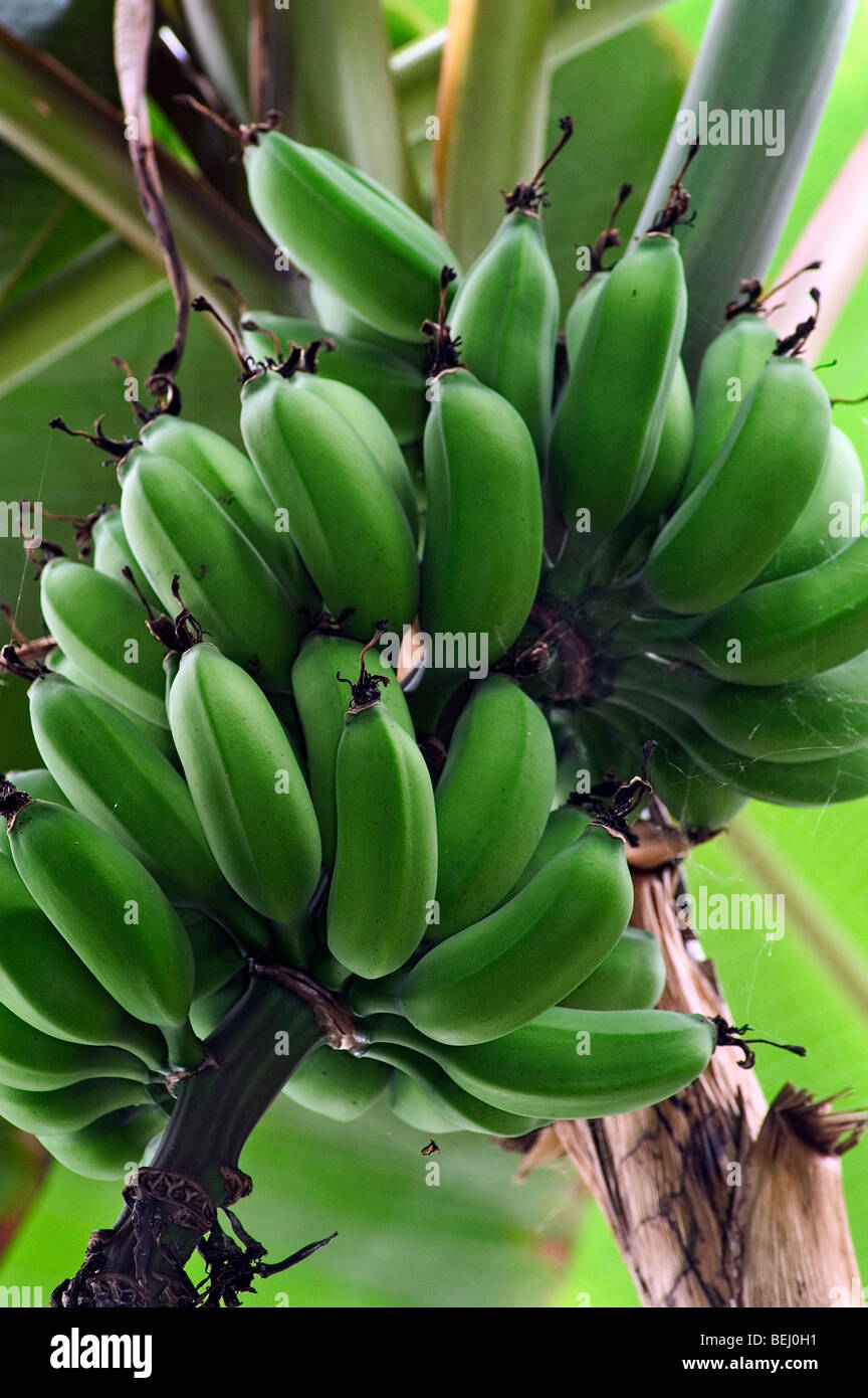 Blood bananas (Musa zebrina), Java, Sumatra, Indonesia Stock Photo - Alamy