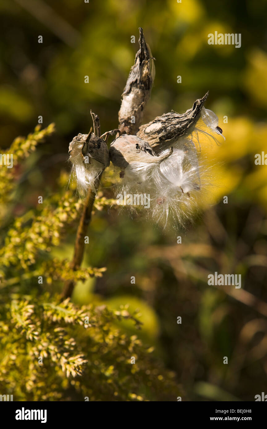Milkweed pod hi-res stock photography and images - Alamy