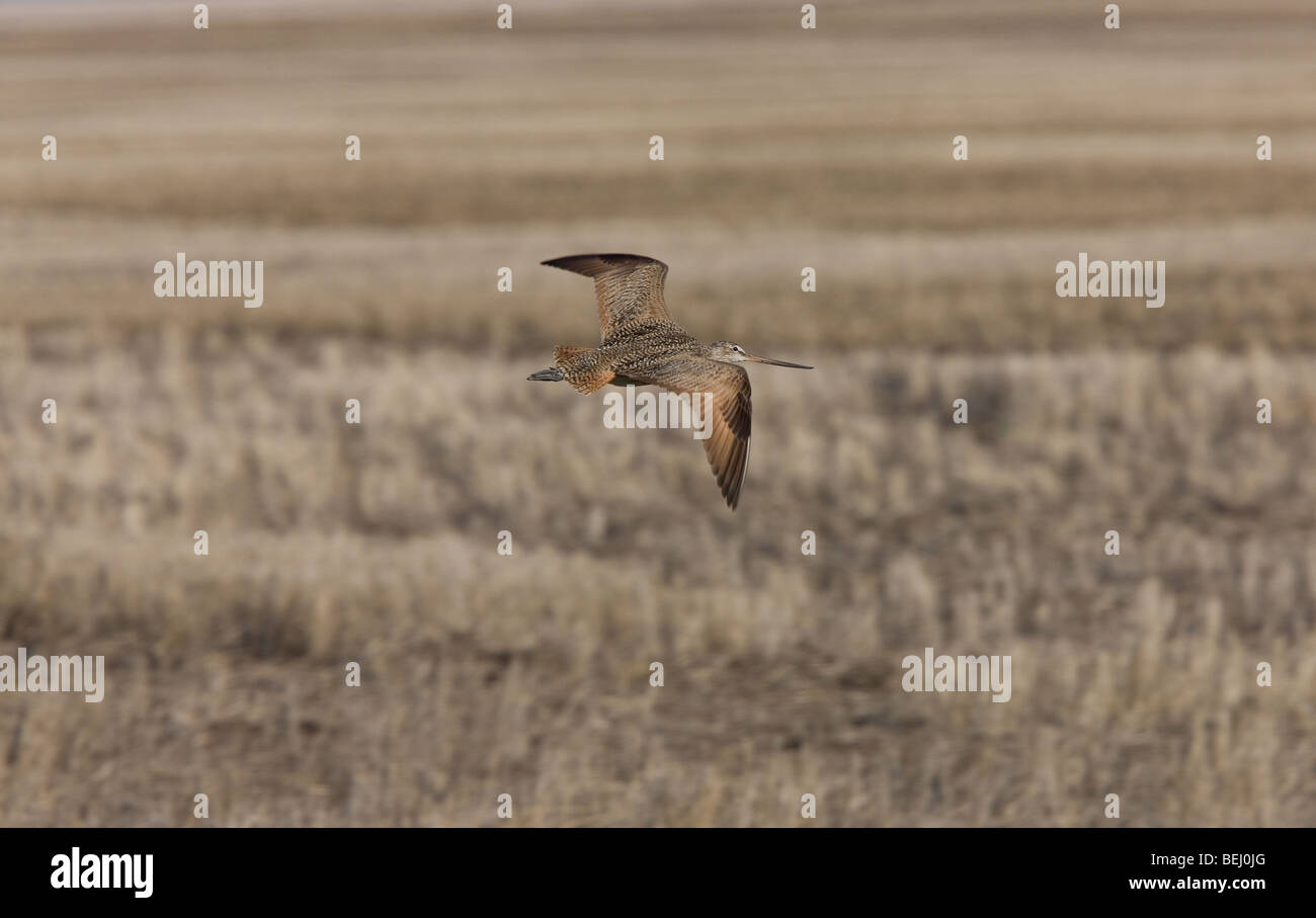Curlew in flight hi-res stock photography and images - Alamy