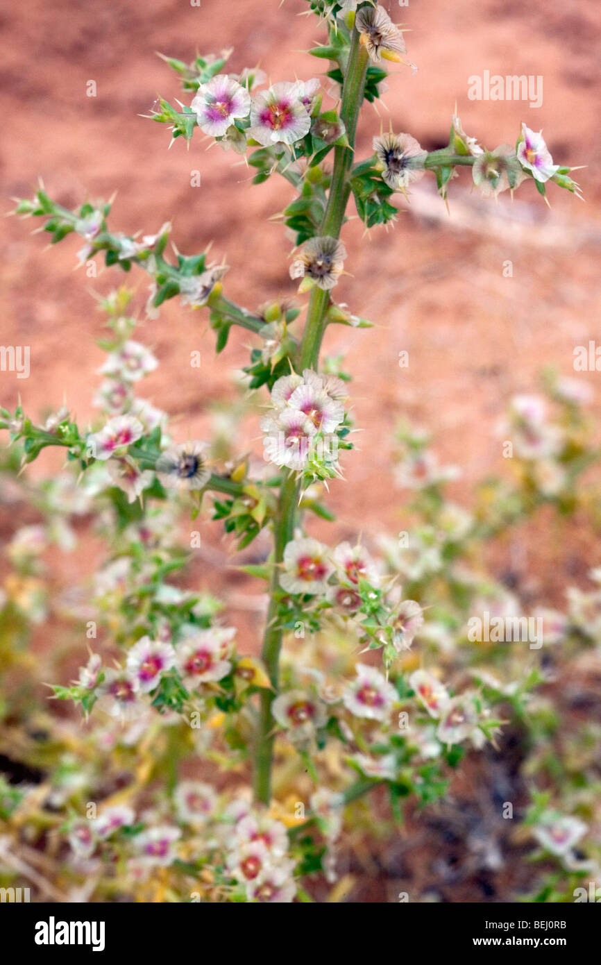 Salsola tragusprickly russian thistle hi-res stock photography and ...