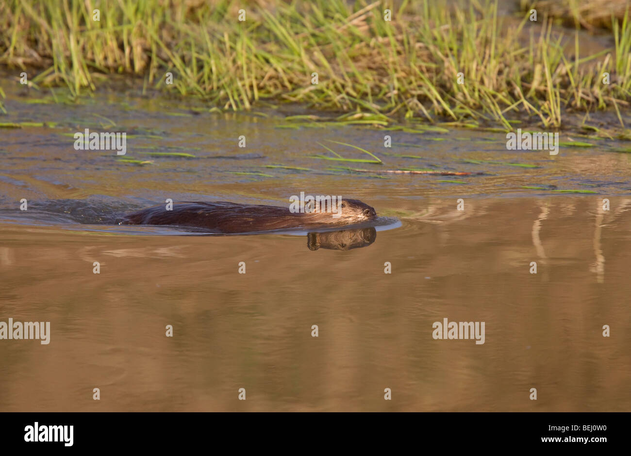 Beaver swimming in river at sunset Stock Photo - Alamy