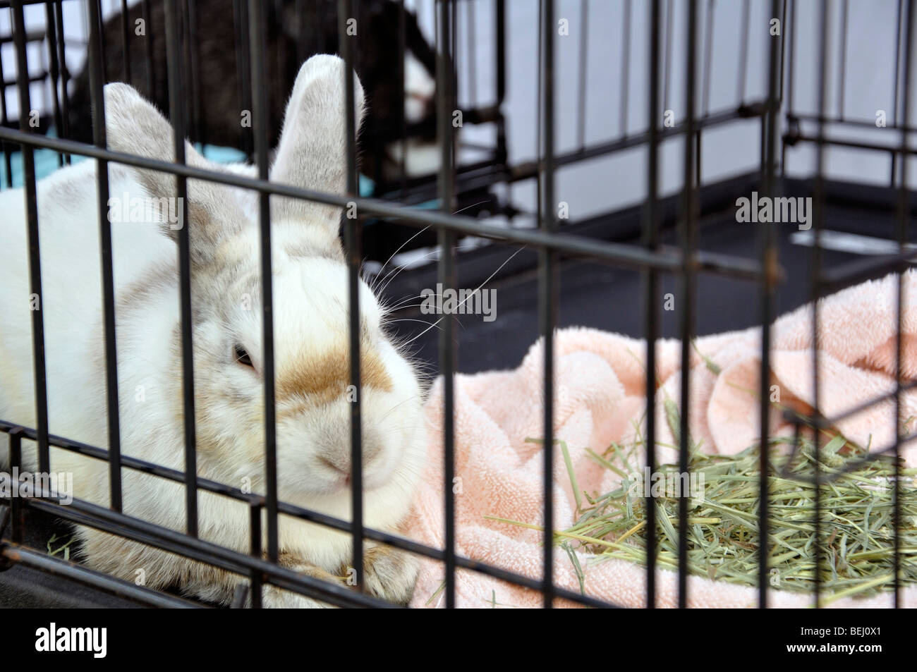 Rabbit in cage Stock Photo - Alamy