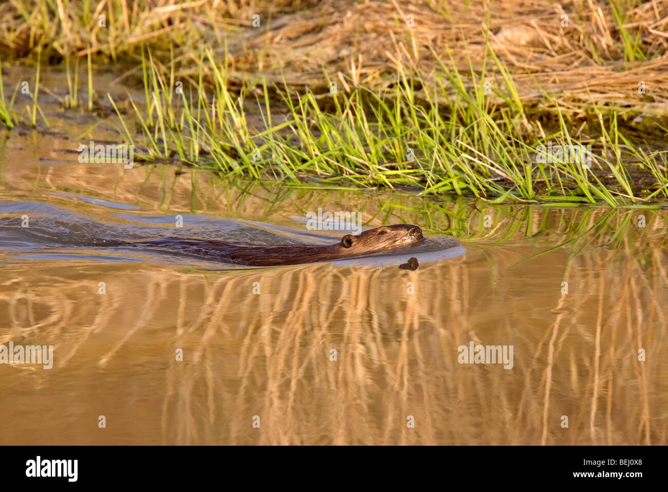 Beaver swimming in river at sunset Stock Photo - Alamy