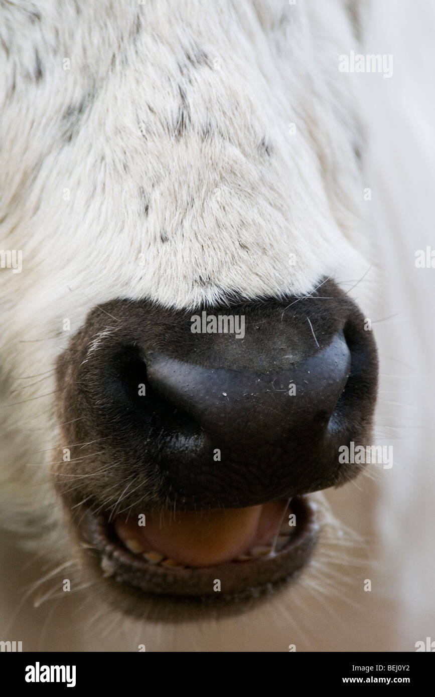 Muffle cow cattle closeup hi-res stock photography and images - Alamy