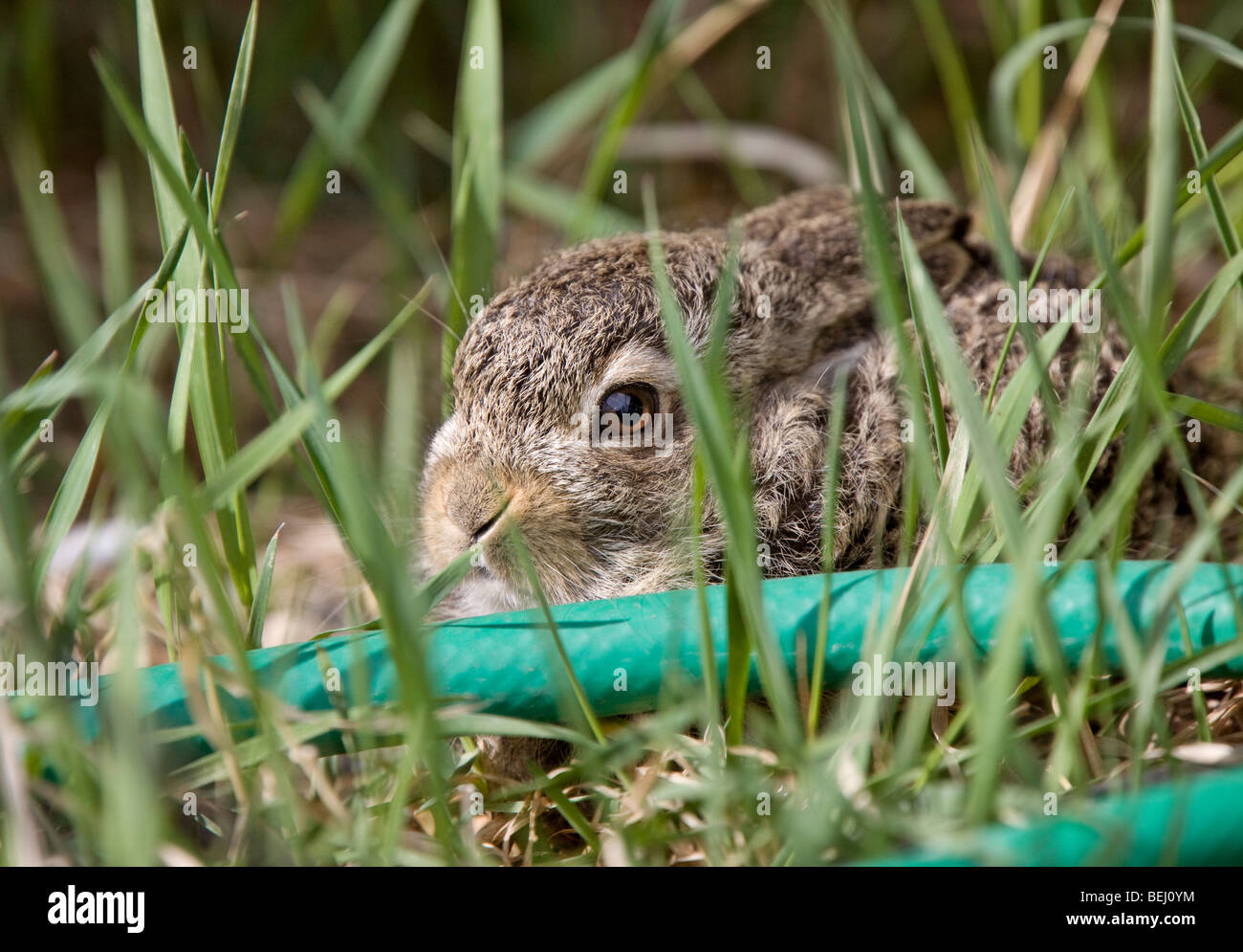 Small rabbit in bush hi-res stock photography and images - Alamy