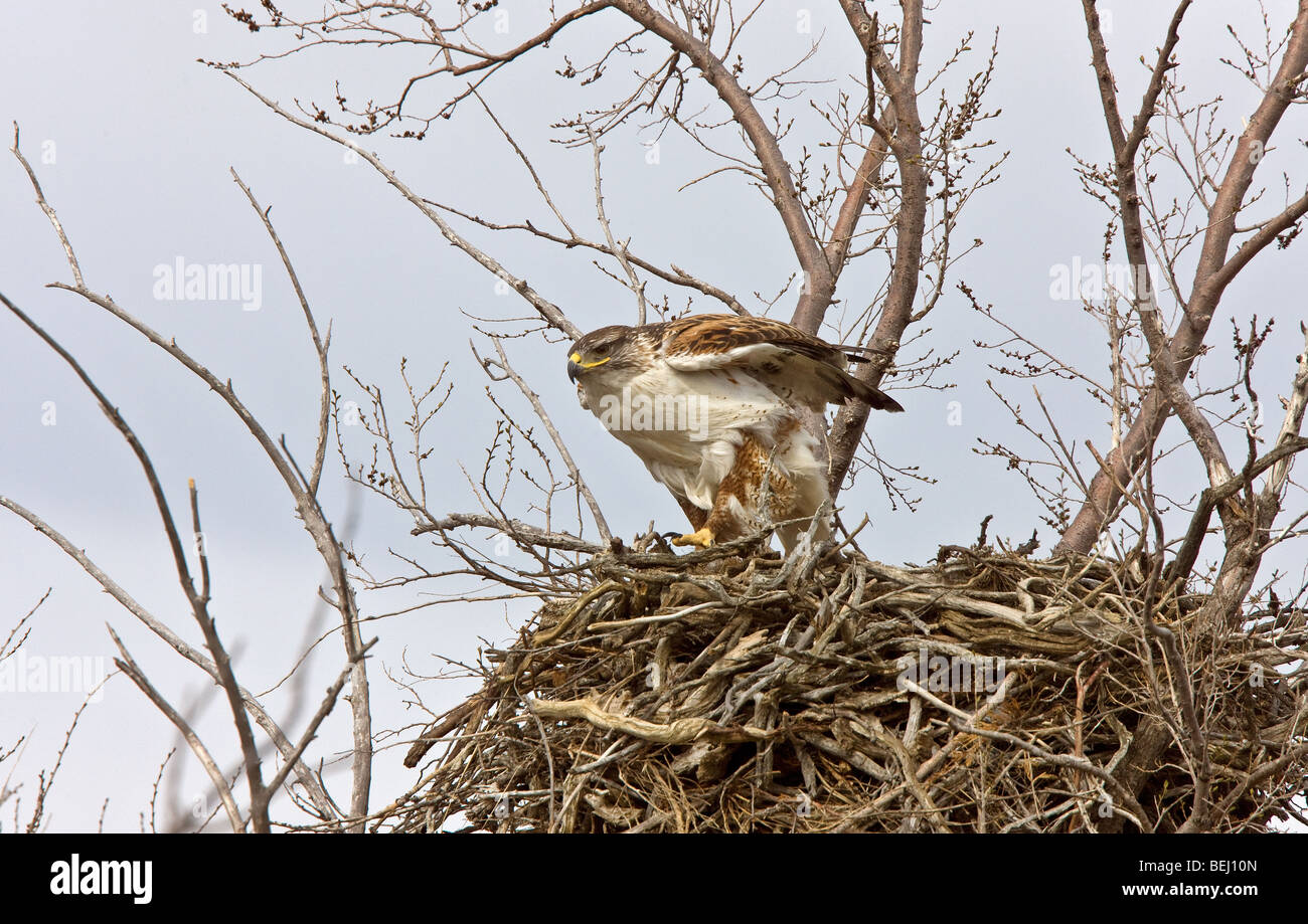Ferruginous hawk nest hi-res stock photography and images - Alamy