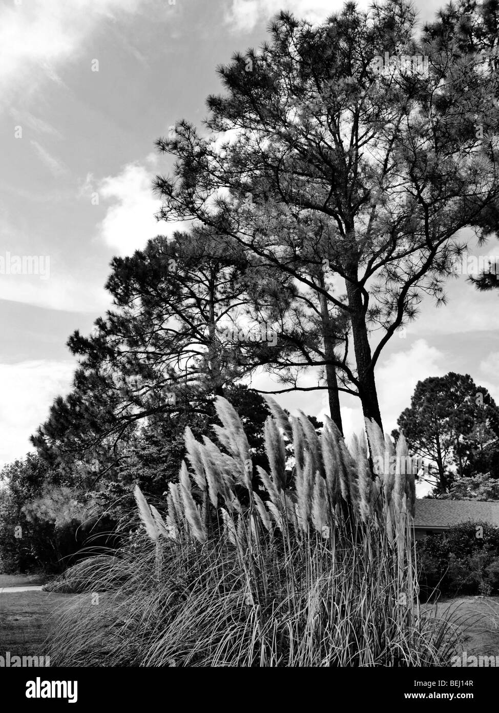 Pine trees Black and White Stock Photos & Images - Alamy