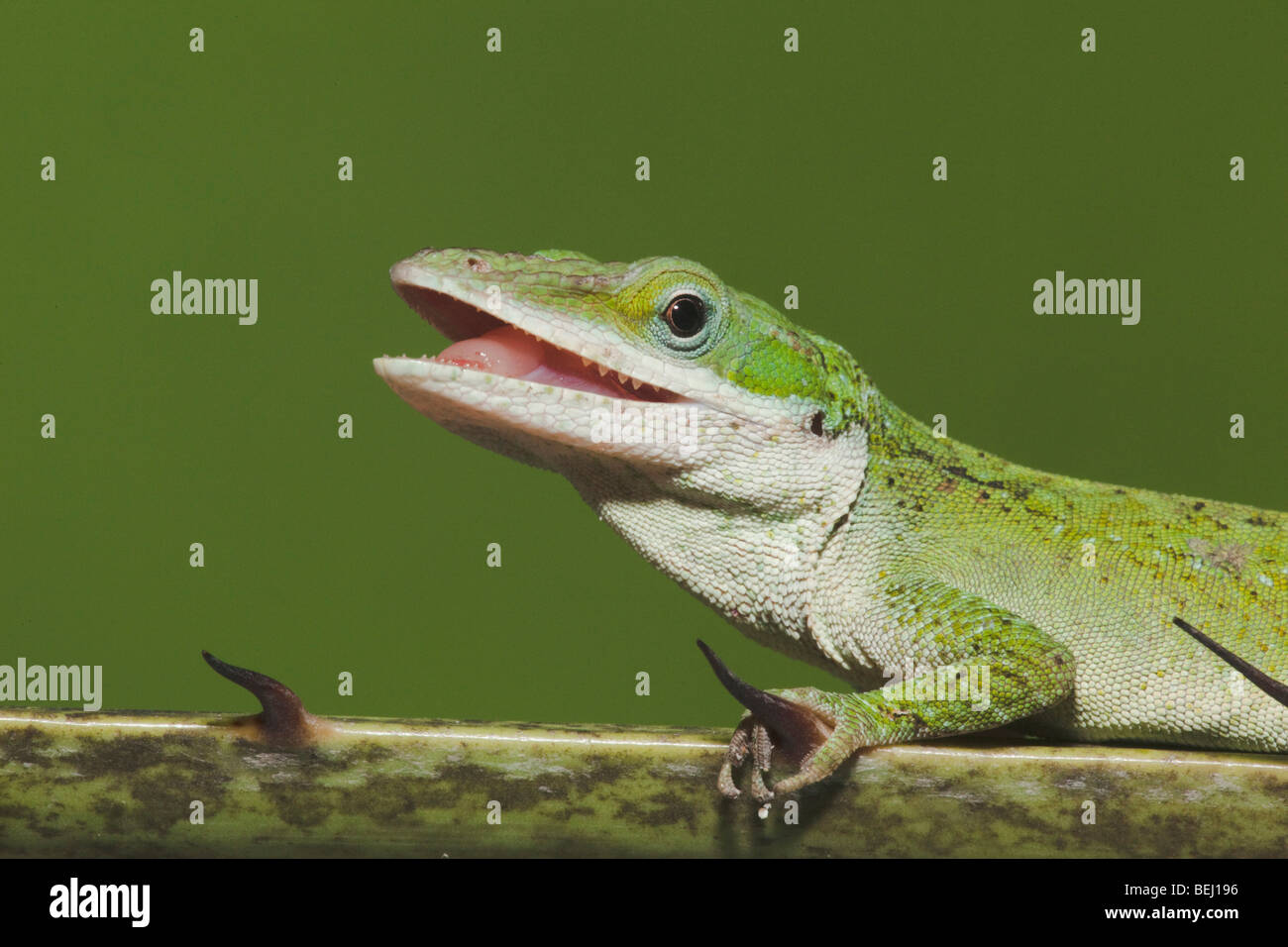 Male anole lizards anolis hi-res stock photography and images - Alamy
