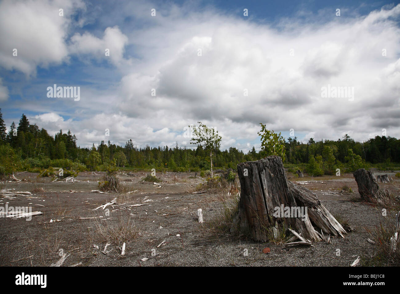 Devastated landscape forest natural disaster in Upper Peninsula ...