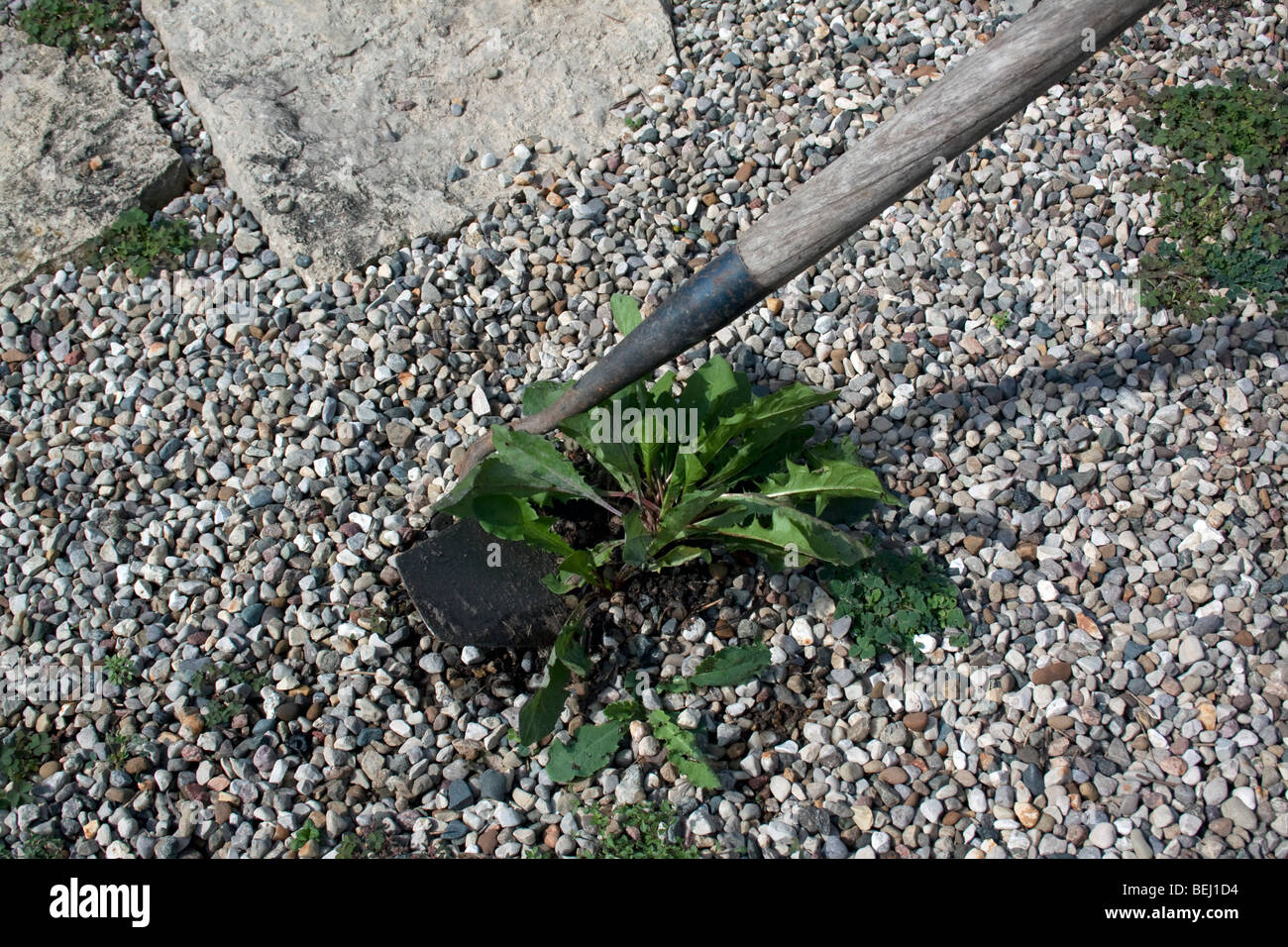 Weeding Garden with a hoe Stock Photo - Alamy