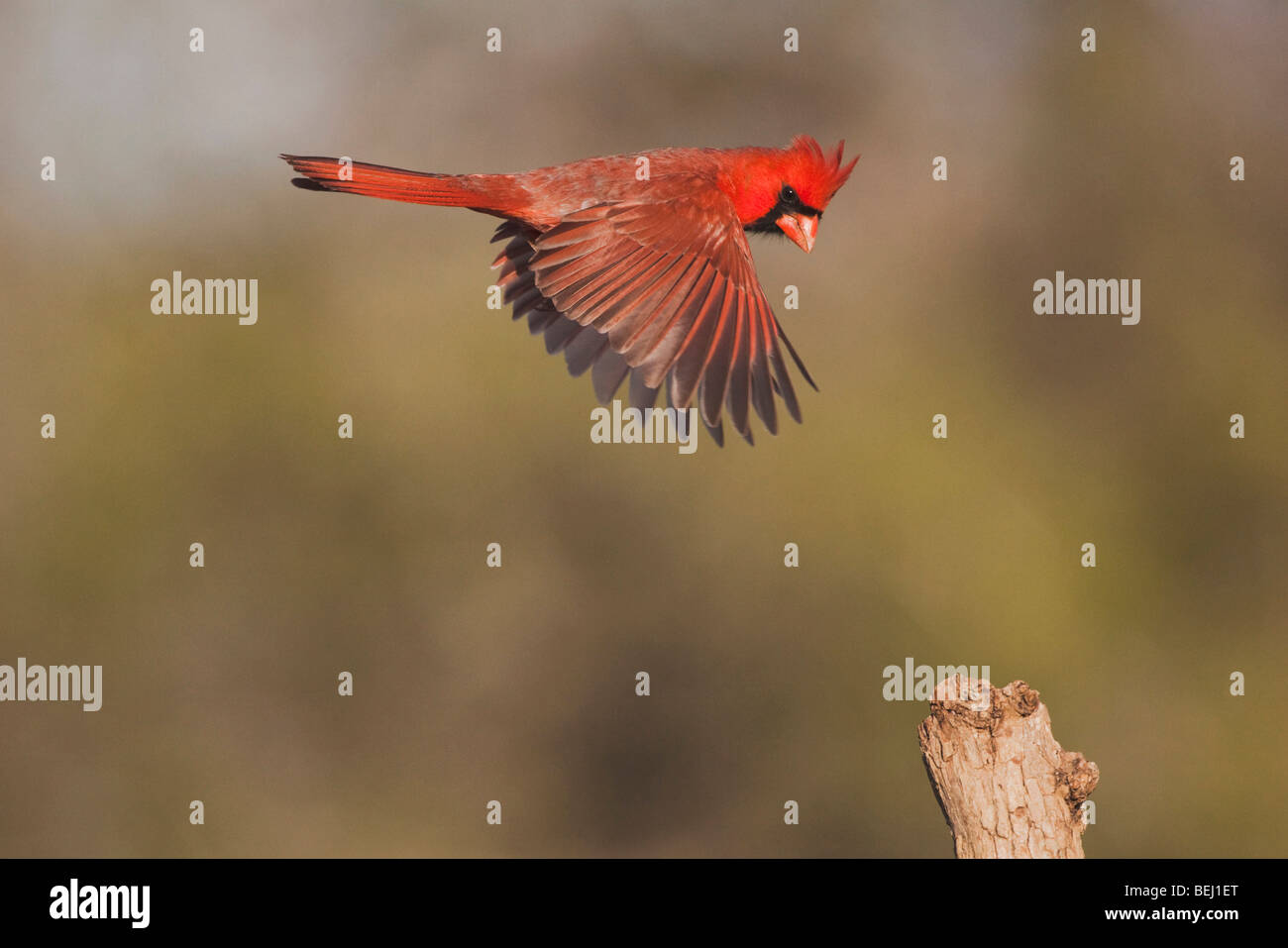 Cardinal Bird Flying