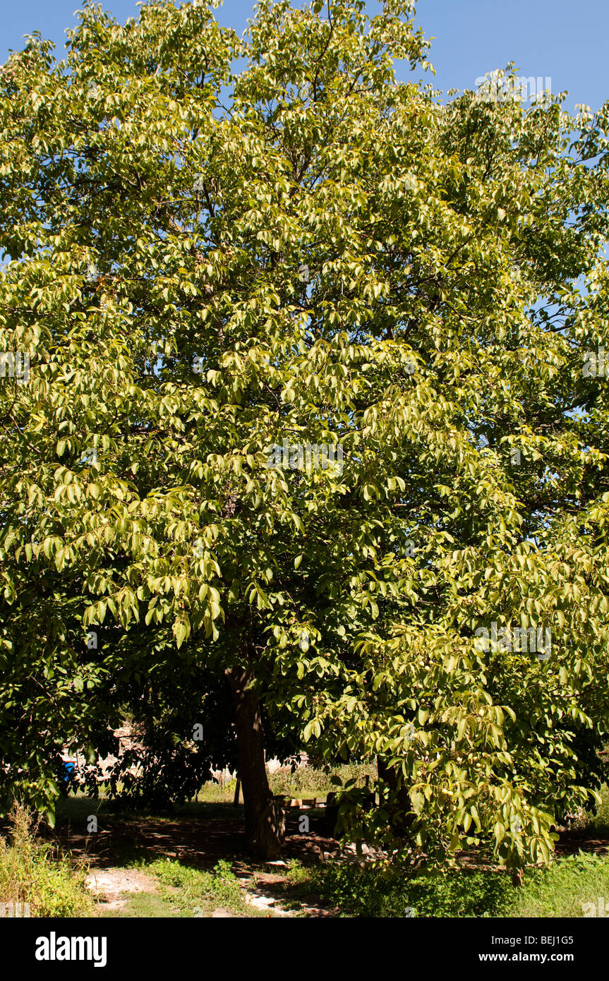 Walnut tree hi-res stock photography and images - Alamy