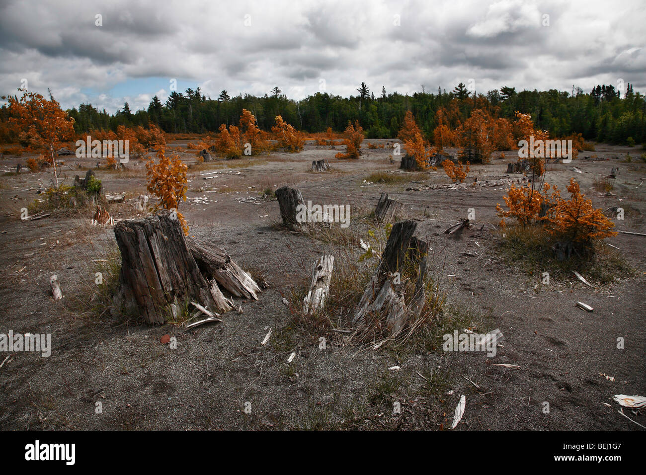 Devastated landscape forest natural disaster in Upper Peninsula ...