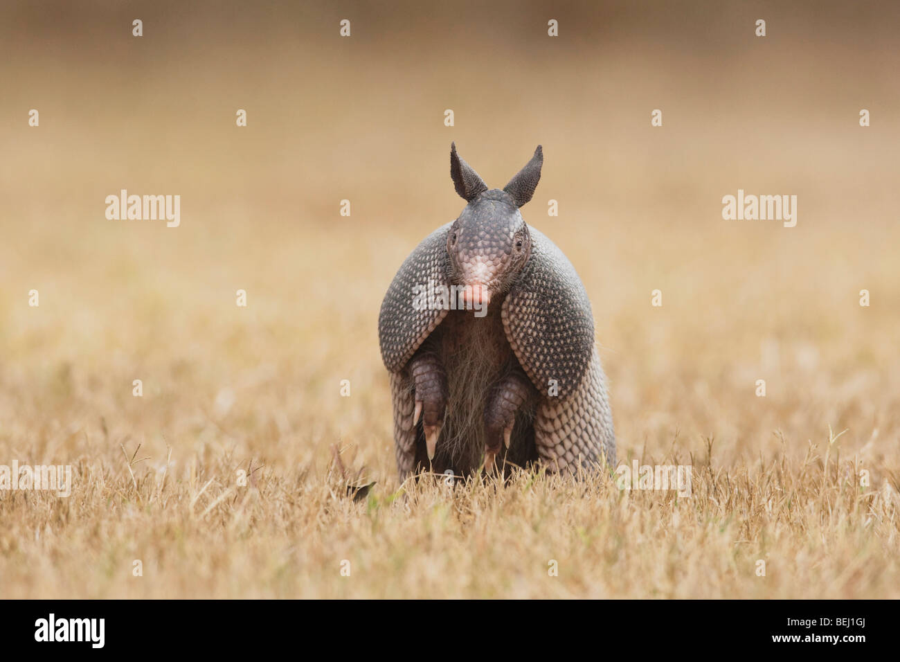 Nine-banded Armadillo (Dasypus novemcinctus), adult, Sinton, Corpus ...