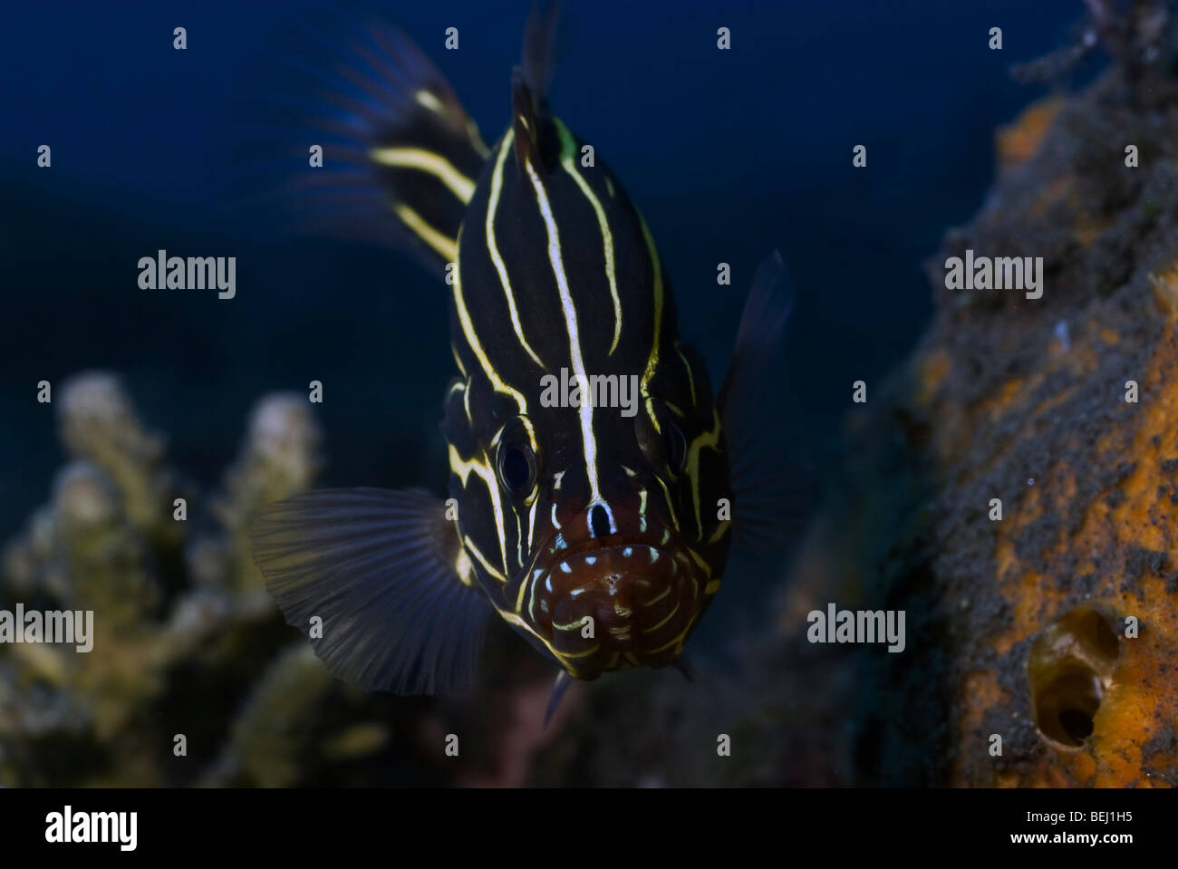 Serranidae hi-res stock photography and images - Alamy