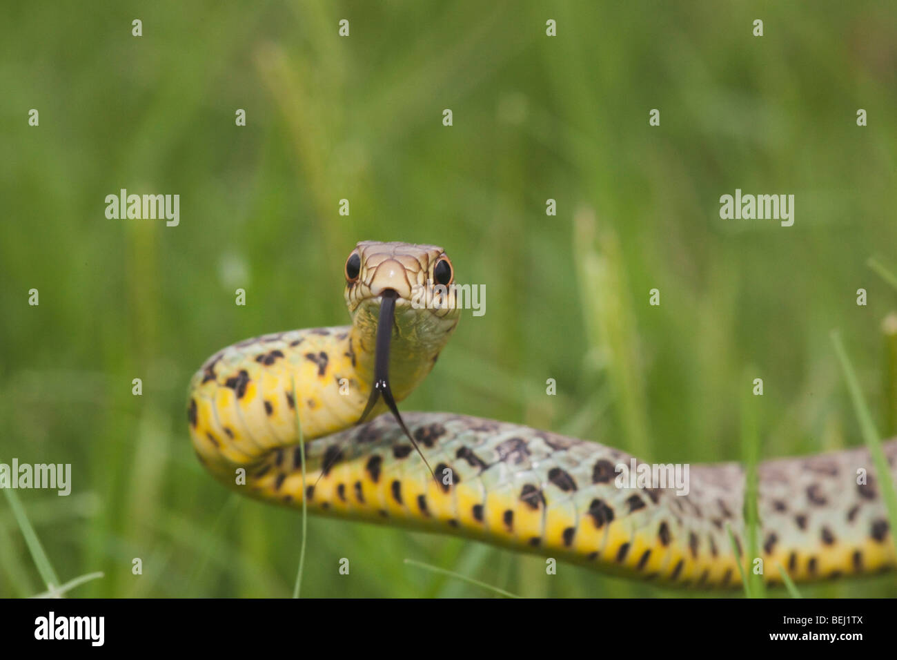 Prairie Kingsnake (Lampropeltis calligaster), young in grass, Sinton ...