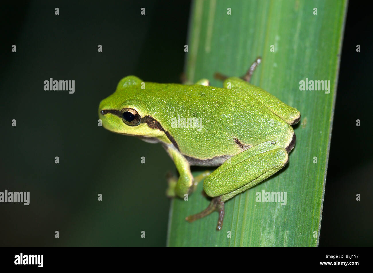 Juvenile European common tree frog (Hyla arborea) on leaf in wetland ...