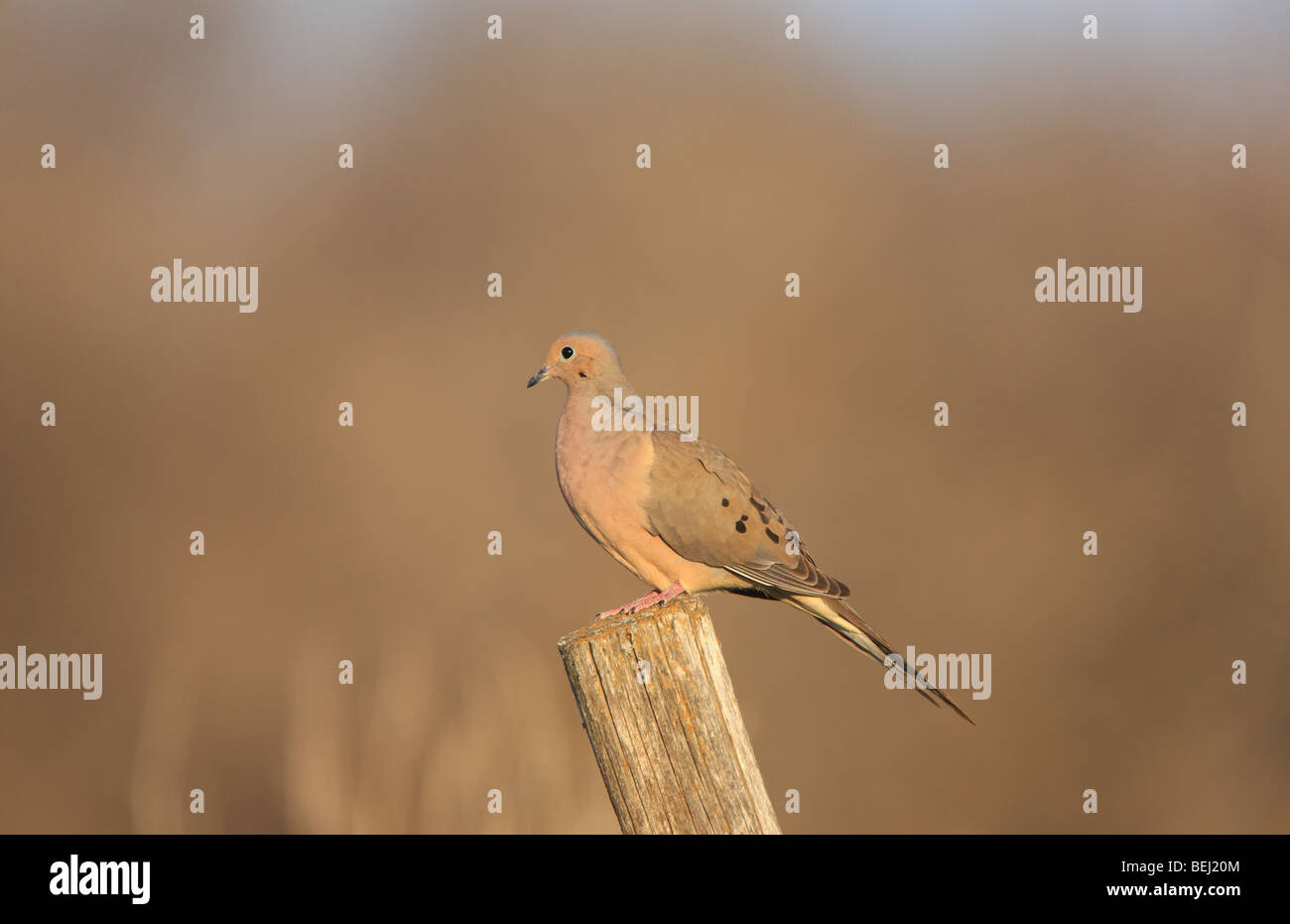 Morning doves hi-res stock photography and images - Alamy