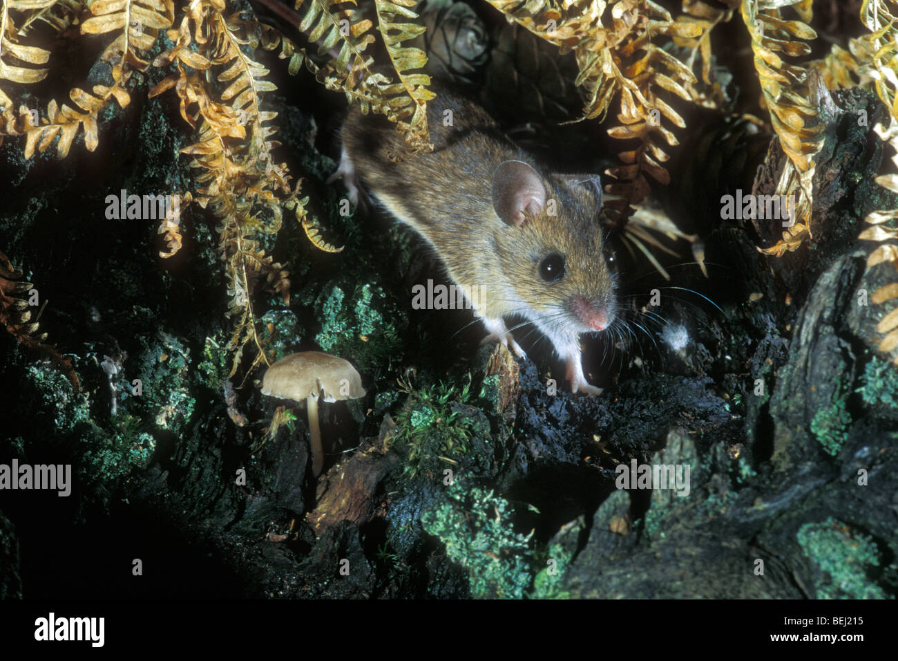 European wood mouse / Common field mouse (Apodemus sylvaticus) foraging ...