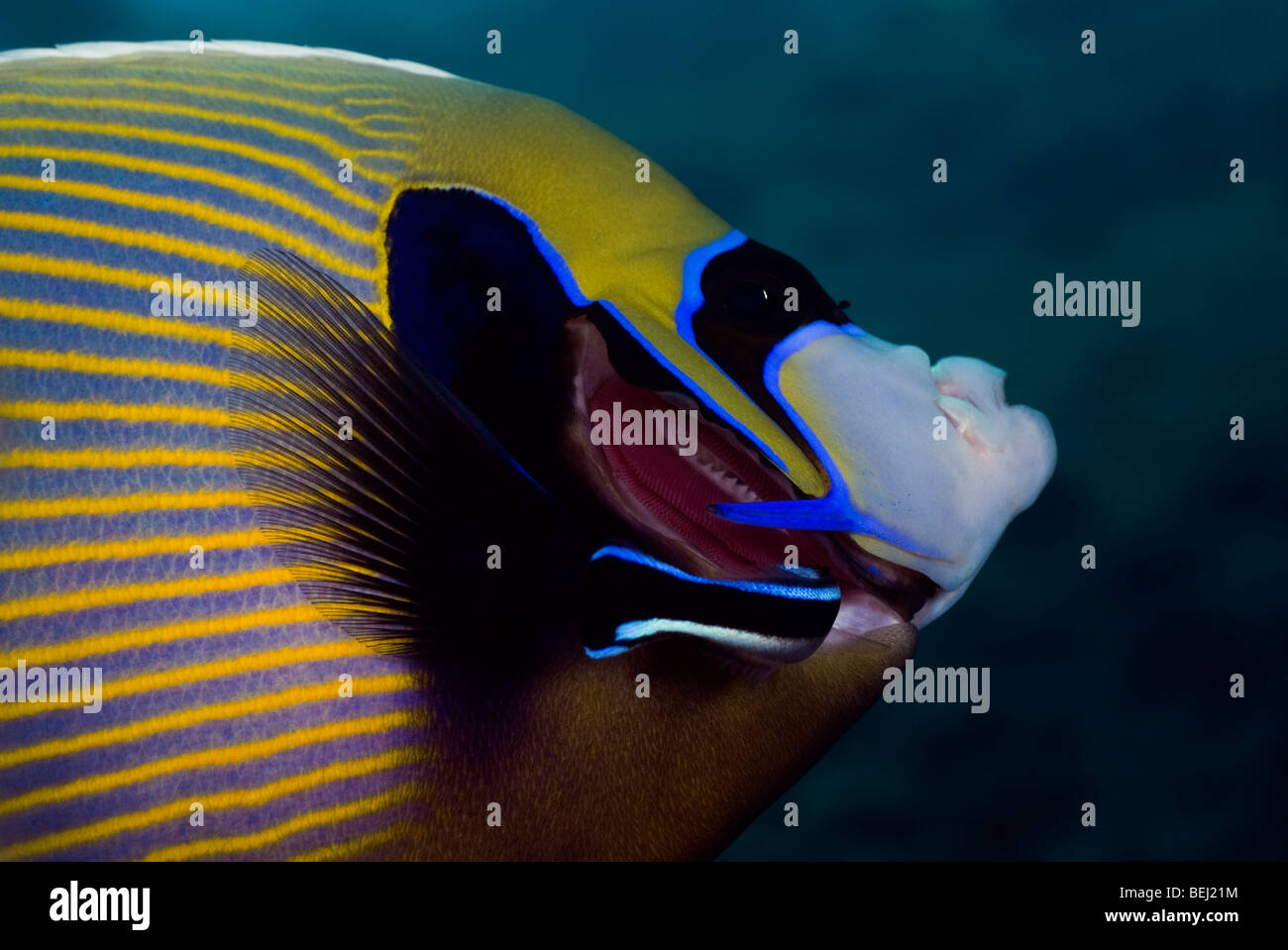 Imperator angel hi-res stock photography and images - Alamy