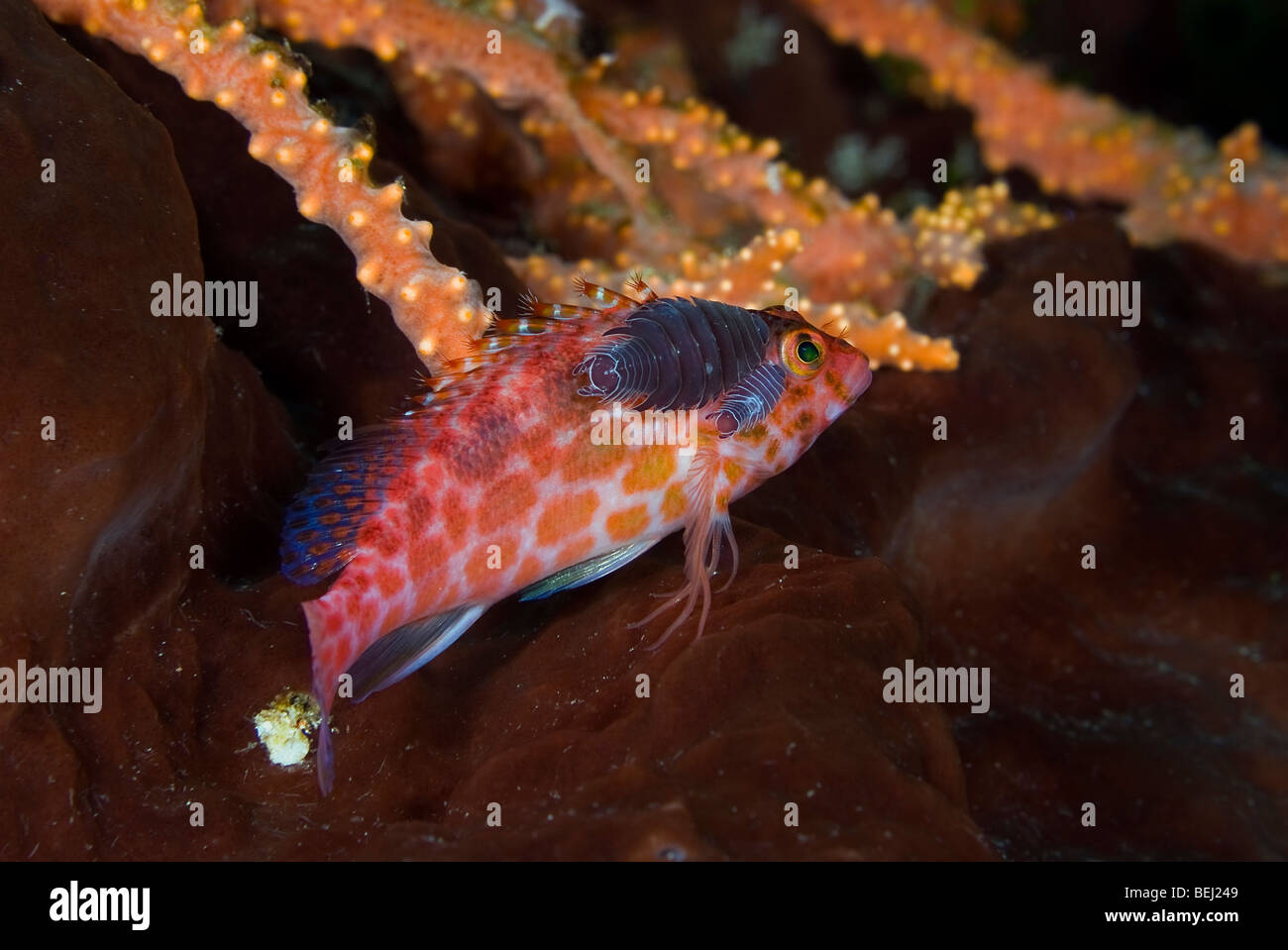 Hawkfish under water Stock Photo - Alamy
