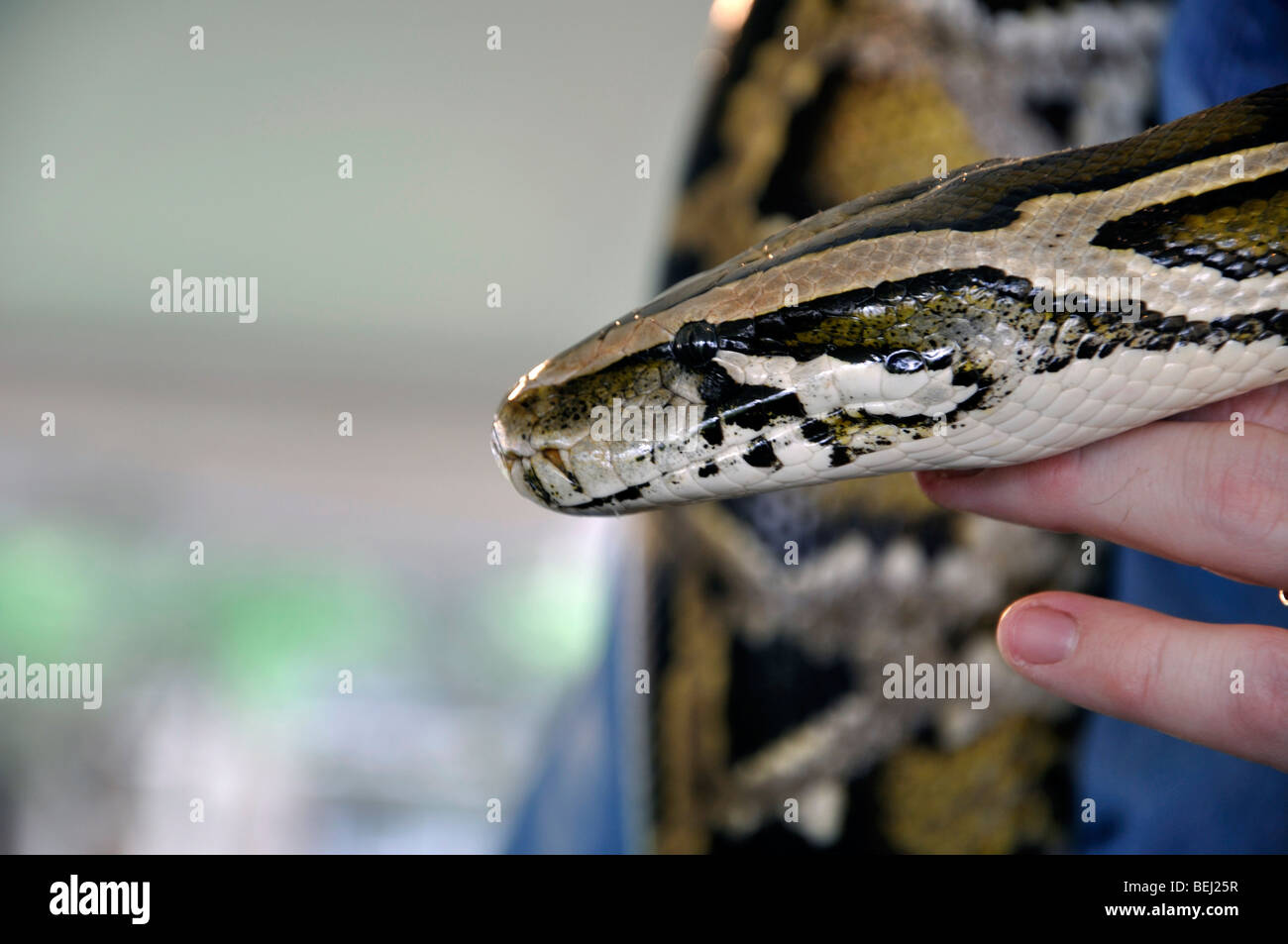 Python burmese hi-res stock photography and images - Alamy