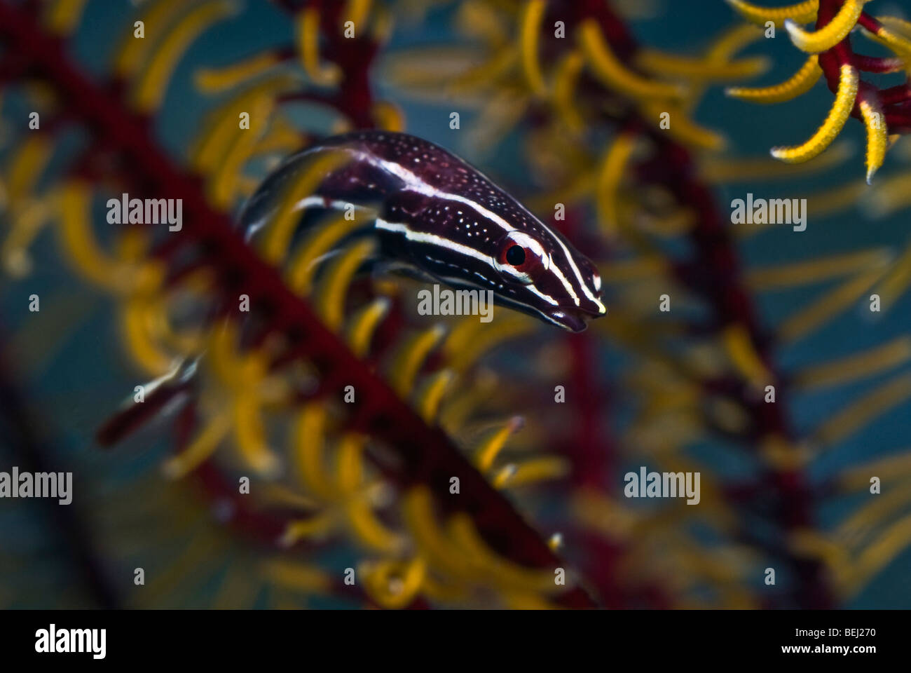 Red clingfish hi-res stock photography and images - Alamy