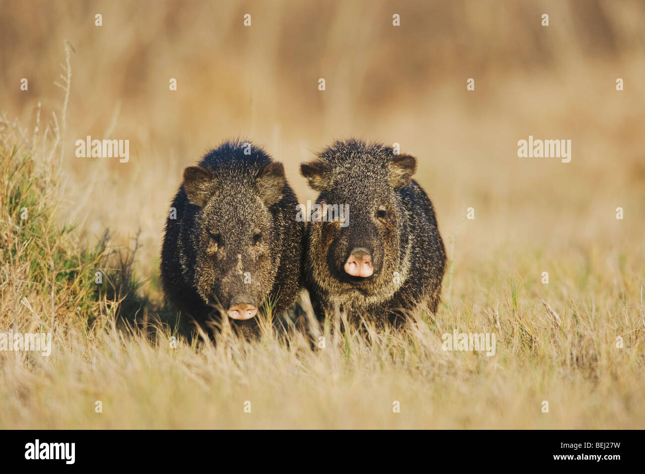 Peccary pigs hi-res stock photography and images - Alamy