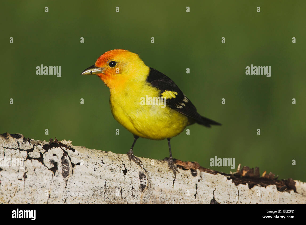 Western tanager colorado rocky mountain hi-res stock photography and ...