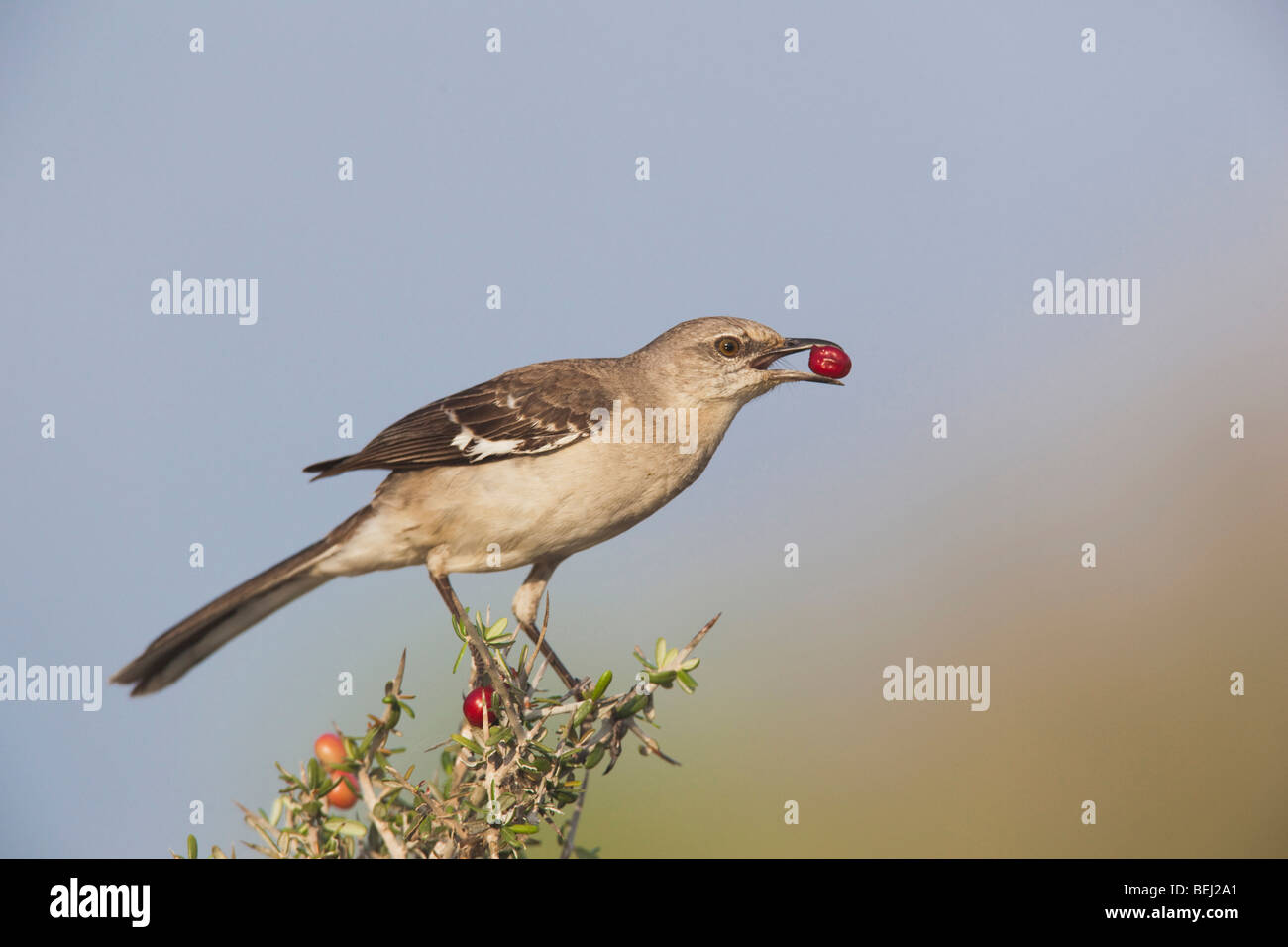 Northern Mockingbird (Mimus polyglottos),adult eating berries,Starr ...
