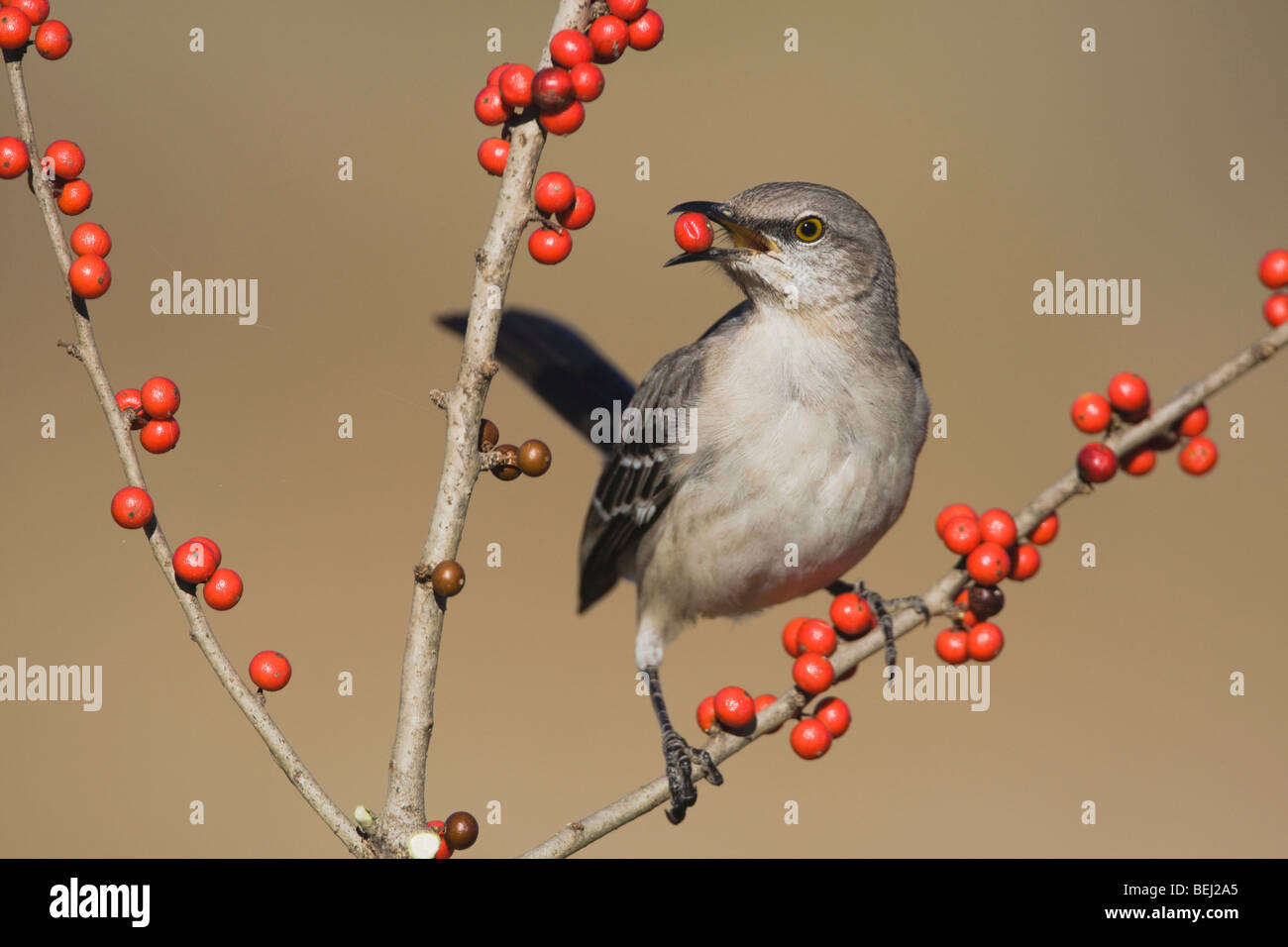 Northern Mockingbird (Mimus polyglottos), adult eating Possum Haw Holly ...