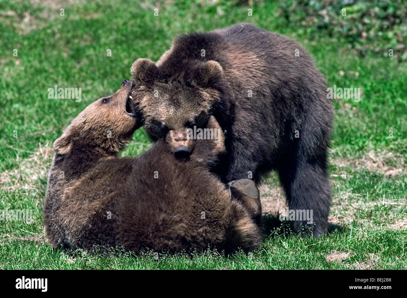 Two playing European brown bears (Ursus arctos), Germany, captive Stock ...