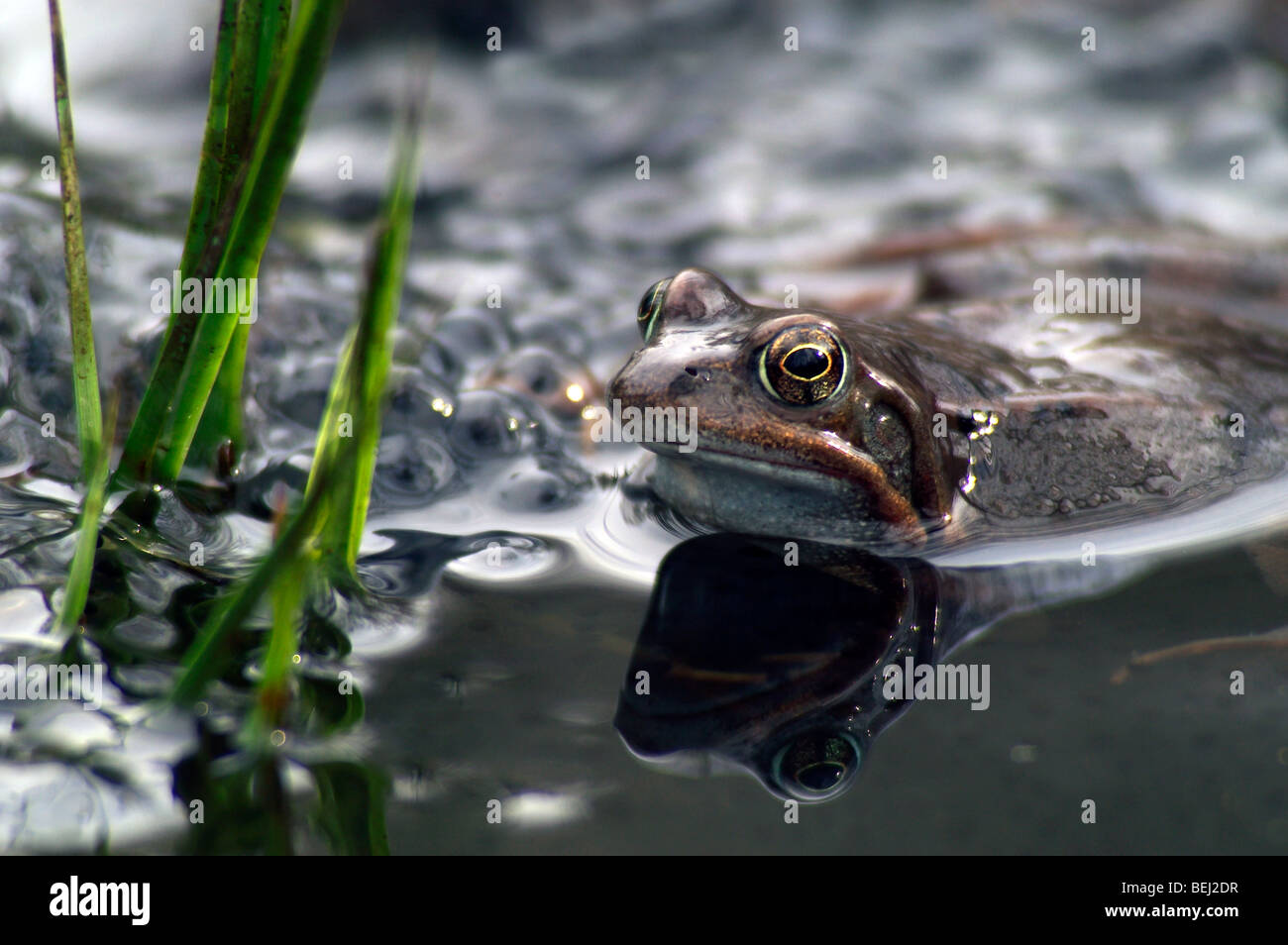 European common brown frog (Rana temporaria) floating among frogspawn ...