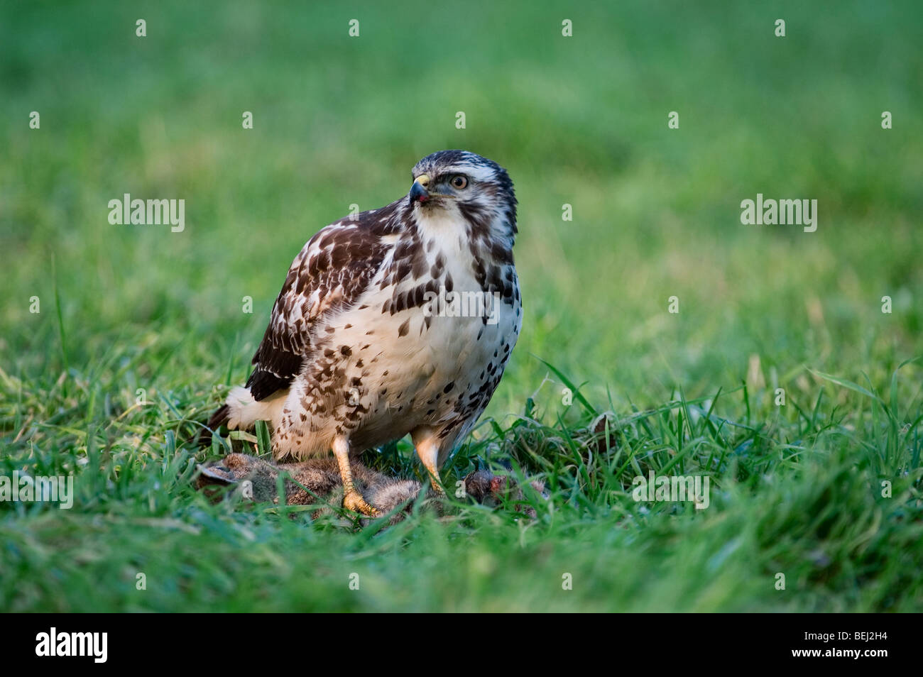 Common buzzard (Buteo buteo) sitting on rabbit prey in grassland Stock ...