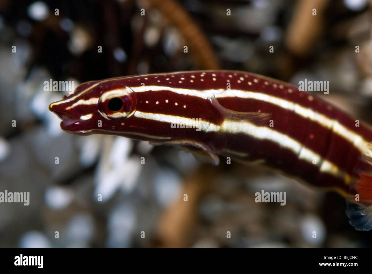Red clingfish hi-res stock photography and images - Alamy