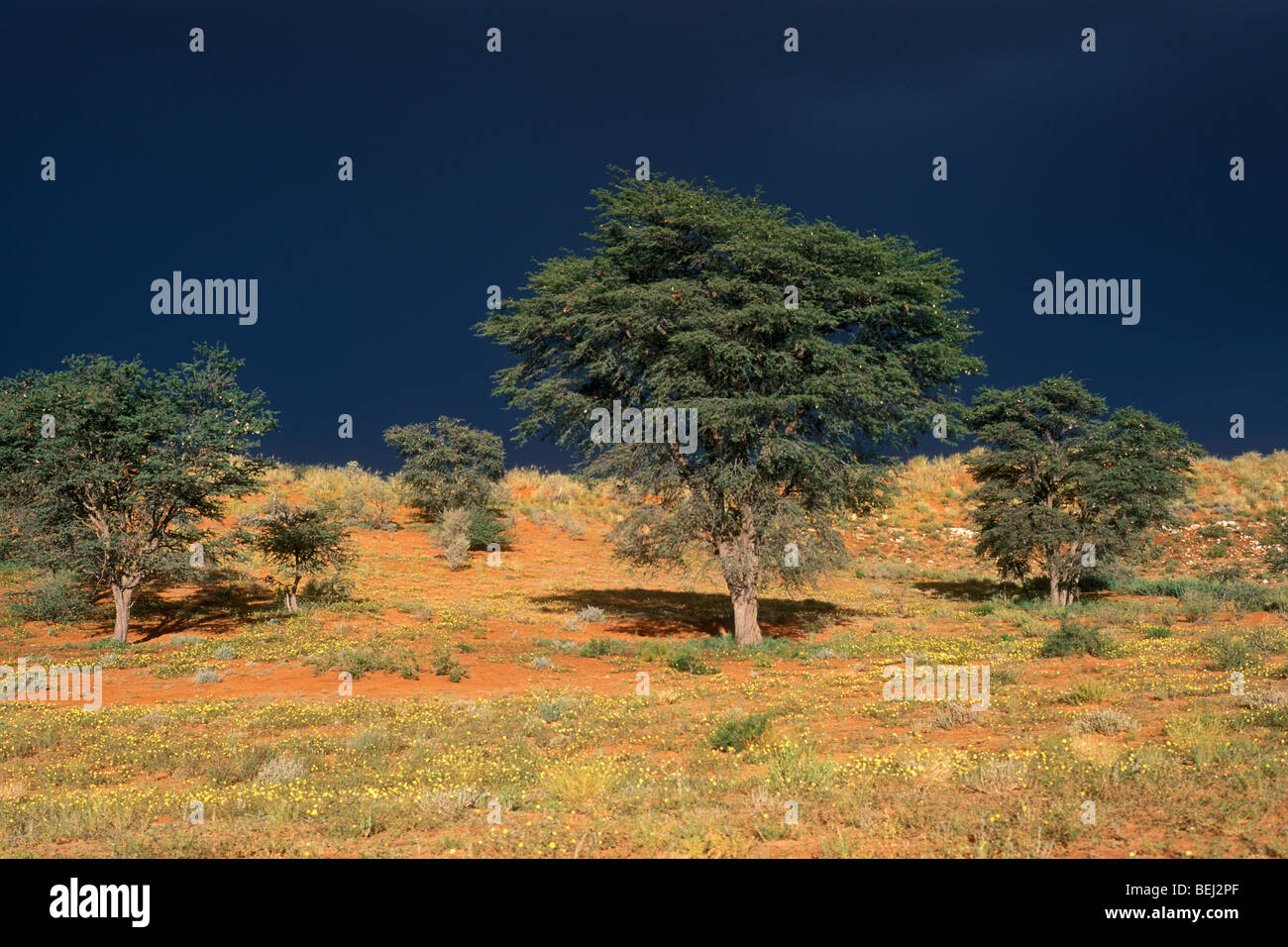 Camel thorn trees (Acacia erioloba) in the Kalahari desert during the ...
