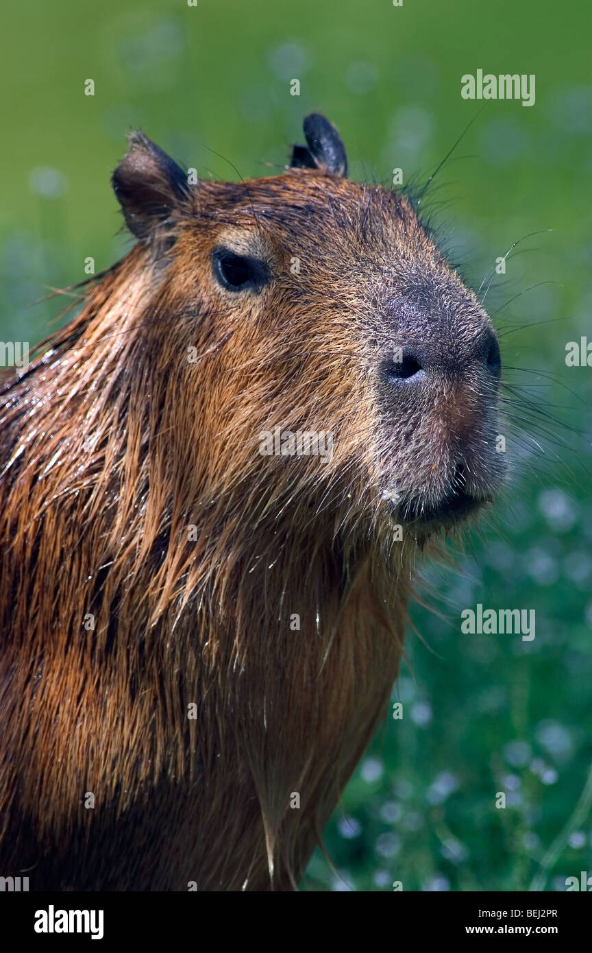 Capybara hi-res stock photography and images - Alamy
