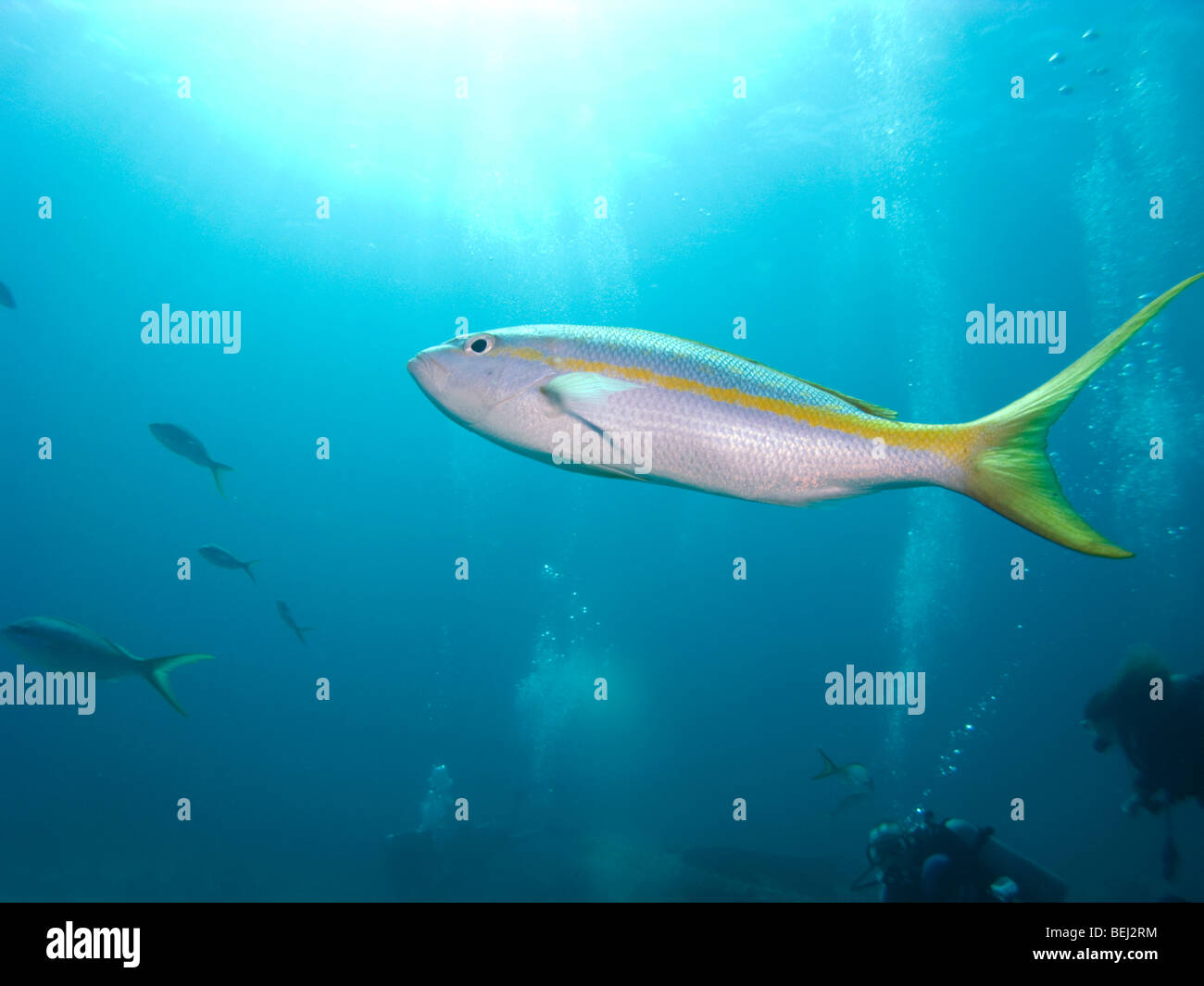 Yellowtail Snapper, Ocyurus chrysurus, Nassau, Bahamas Stock Photo - Alamy