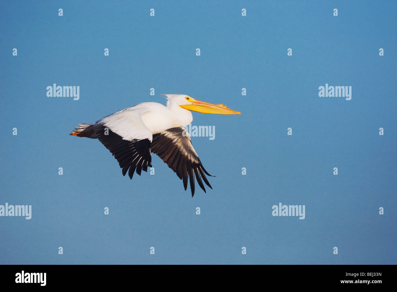White american pelican front view hi-res stock photography and images ...
