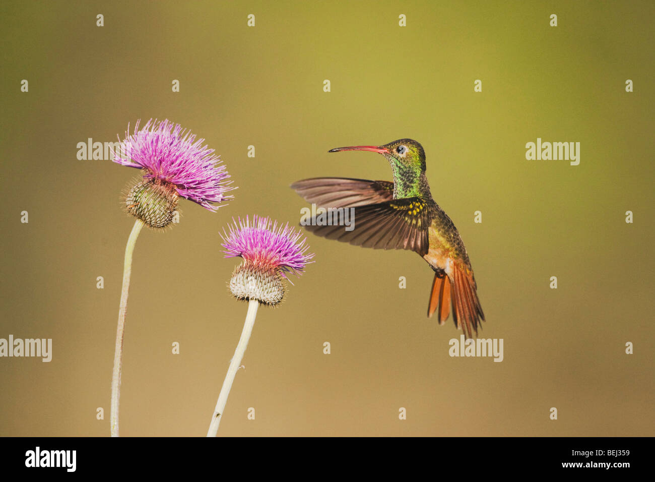 Buff-bellied Hummingbird (Amazilia yucatanenensis), male feeding on ...