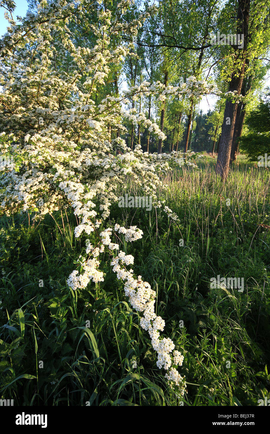 Hawthorn bushes hi-res stock photography and images - Alamy