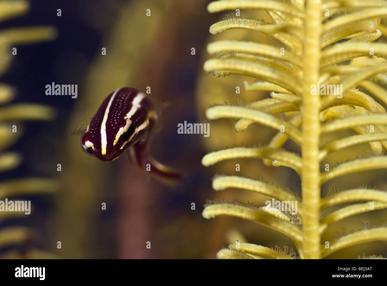 Dark red clingfish with white stripes and dots swimming around a yellow ...