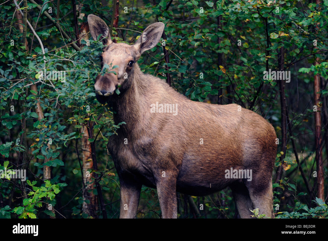 Moose sweden hi-res stock photography and images - Alamy