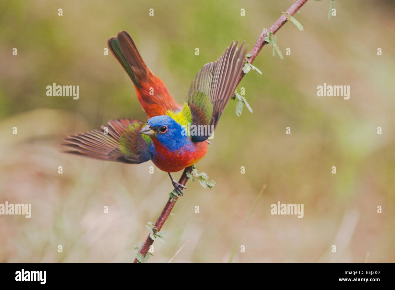 Painted bunting hi-res stock photography and images - Alamy
