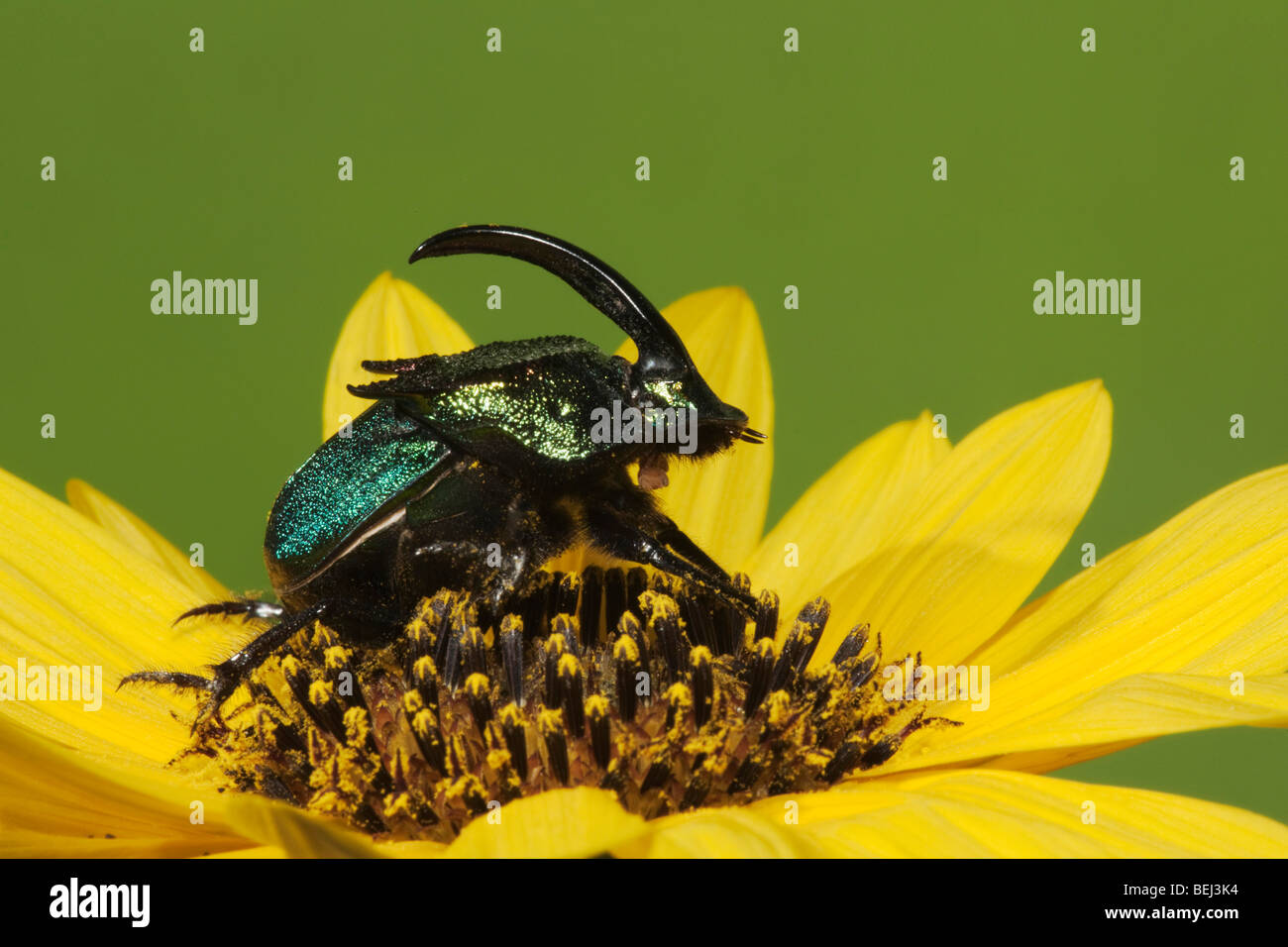 Rainbow Scarab (Phanaeus vindex), adult male, Sinton, Corpus Christi ...