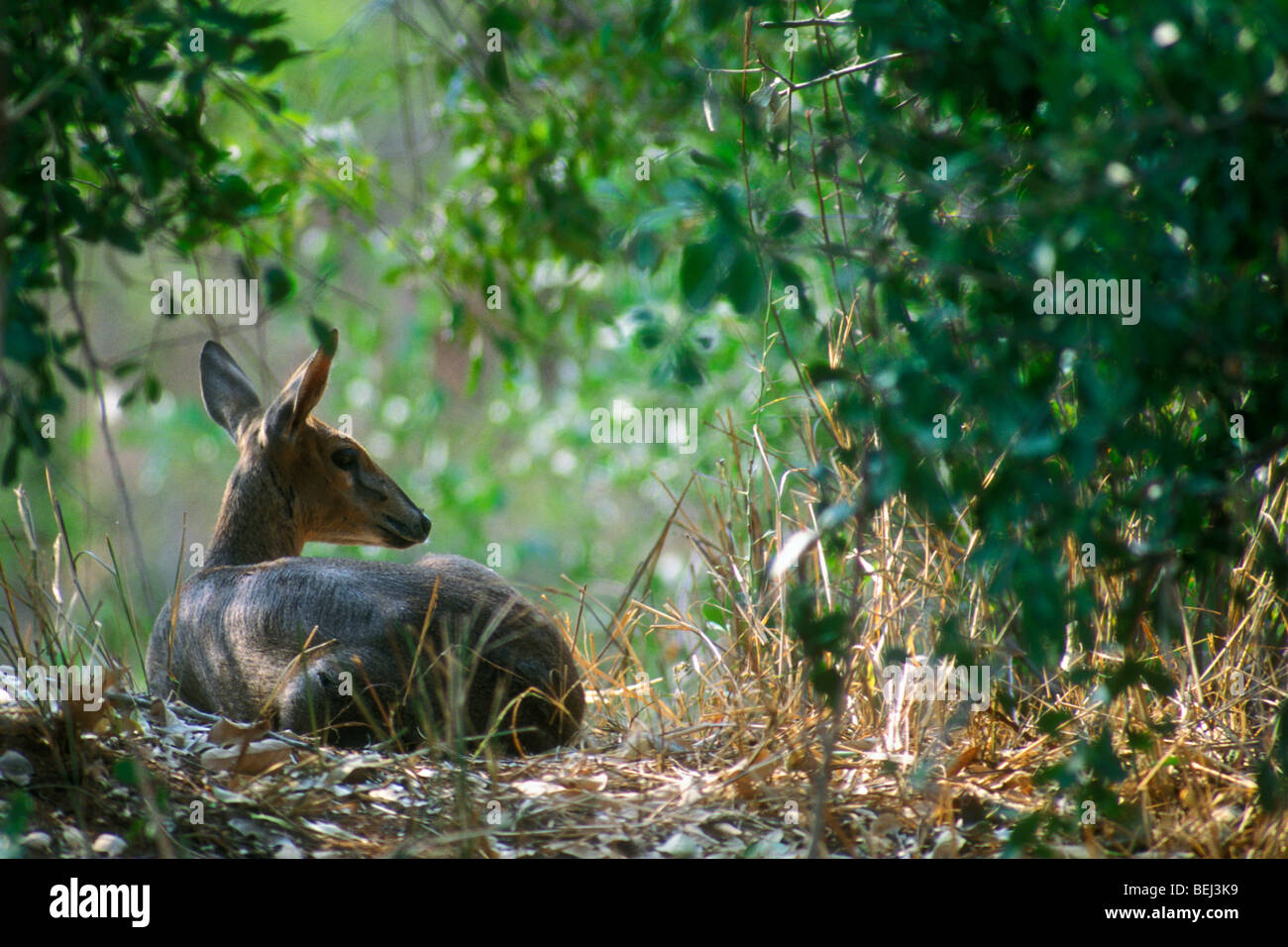 Common duiker (Sylvicapra grimmia) resting in the bush, Kruger National ...